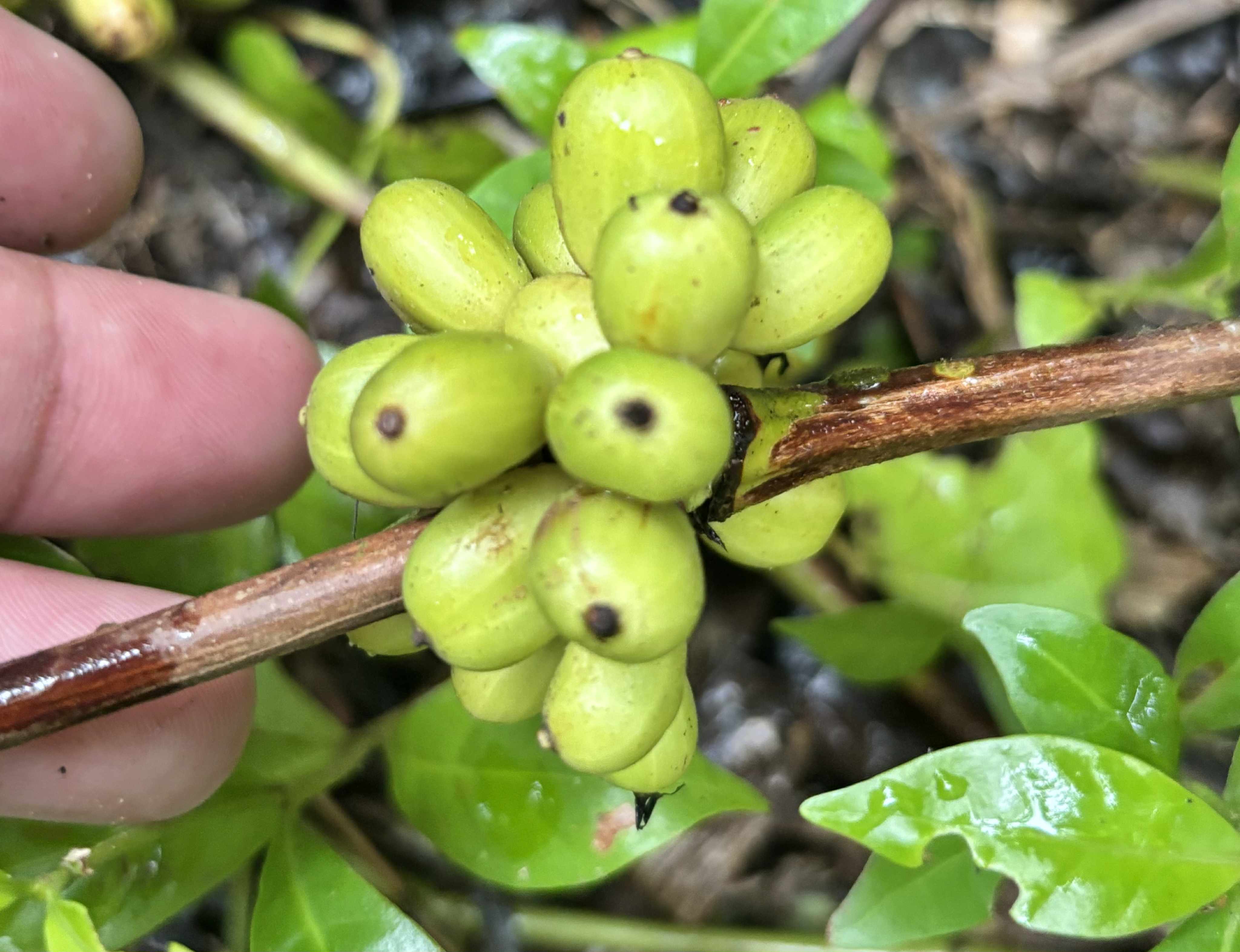 Negros farmers revive coffee industry they once turned to charcoal