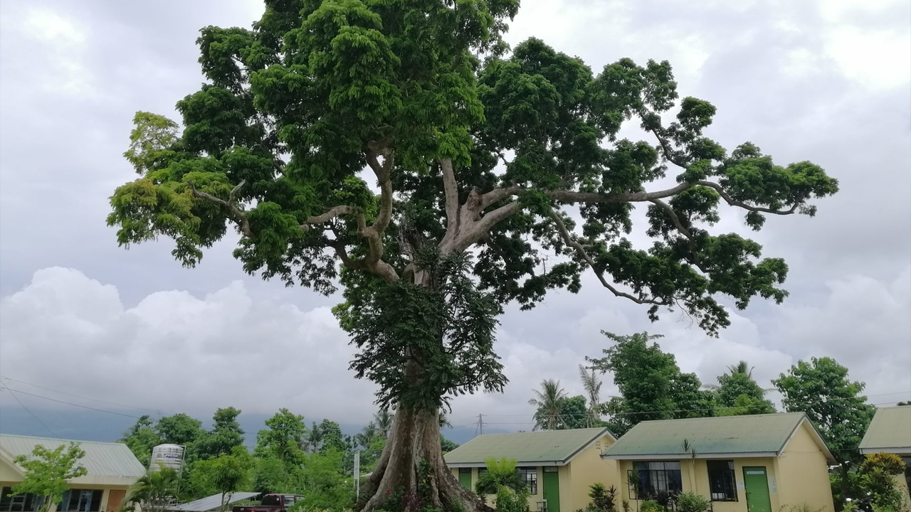 396-year-old Dao Tree in Camarines Sur stands firm despite storms ...